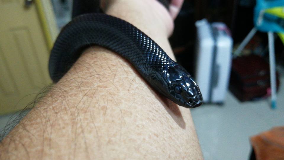 BLOG UTAMA Y.M PADUKA AYAHANDA PAY 8: JEMALA ULAR TEDUNG HITAM