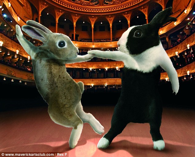 Strictly bun dancing: Hilarious calendar shows rabbits strutting their ...