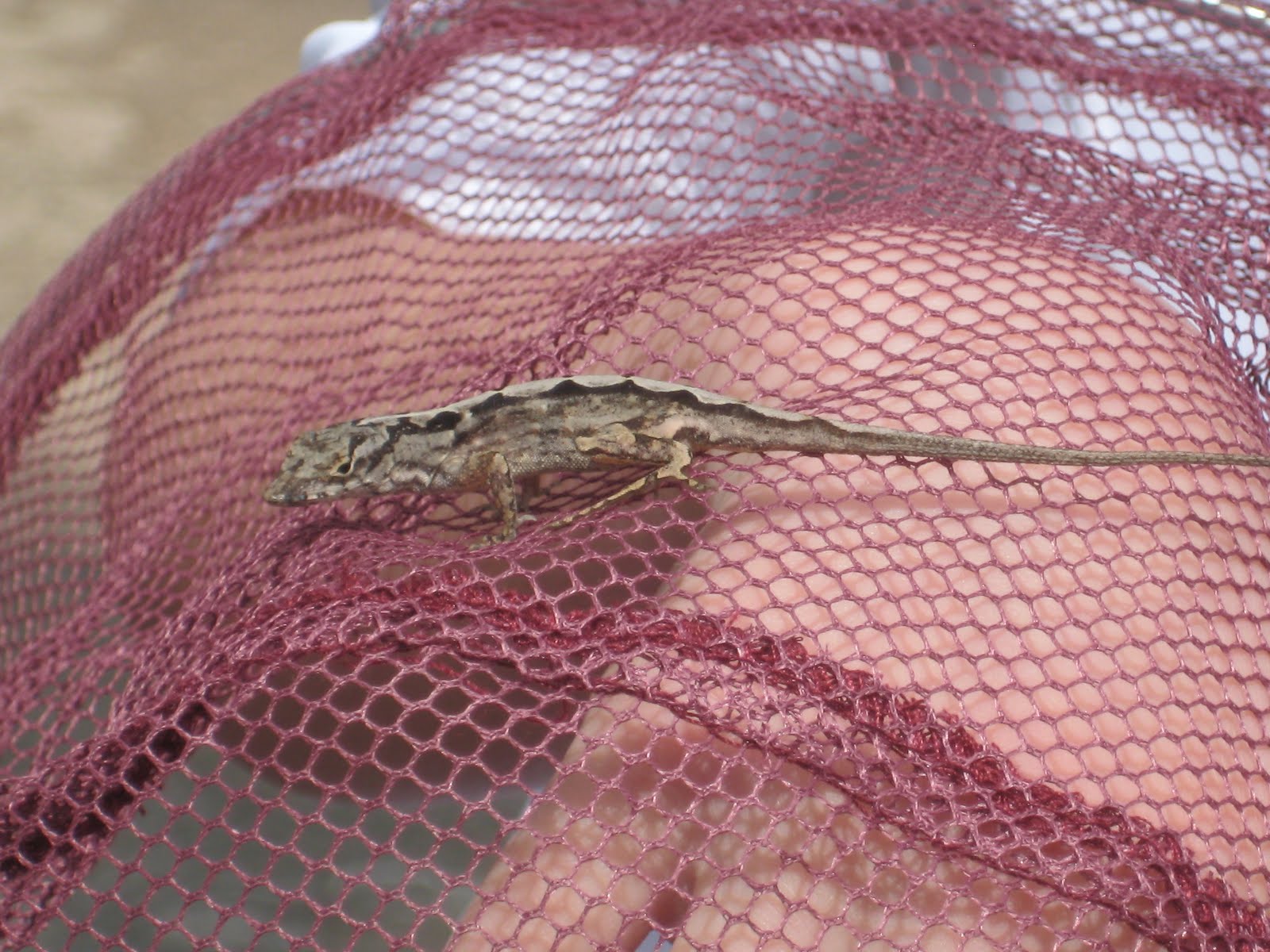 The Best Website Ever: My second gray Anole Lizard, Oahu, Hawaii