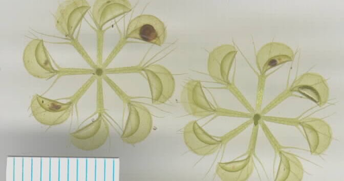 Waterwheel Plant Traps Evolutionists