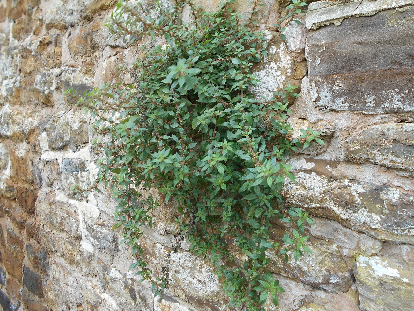 Tony's Blog: Pellitory of the Wall