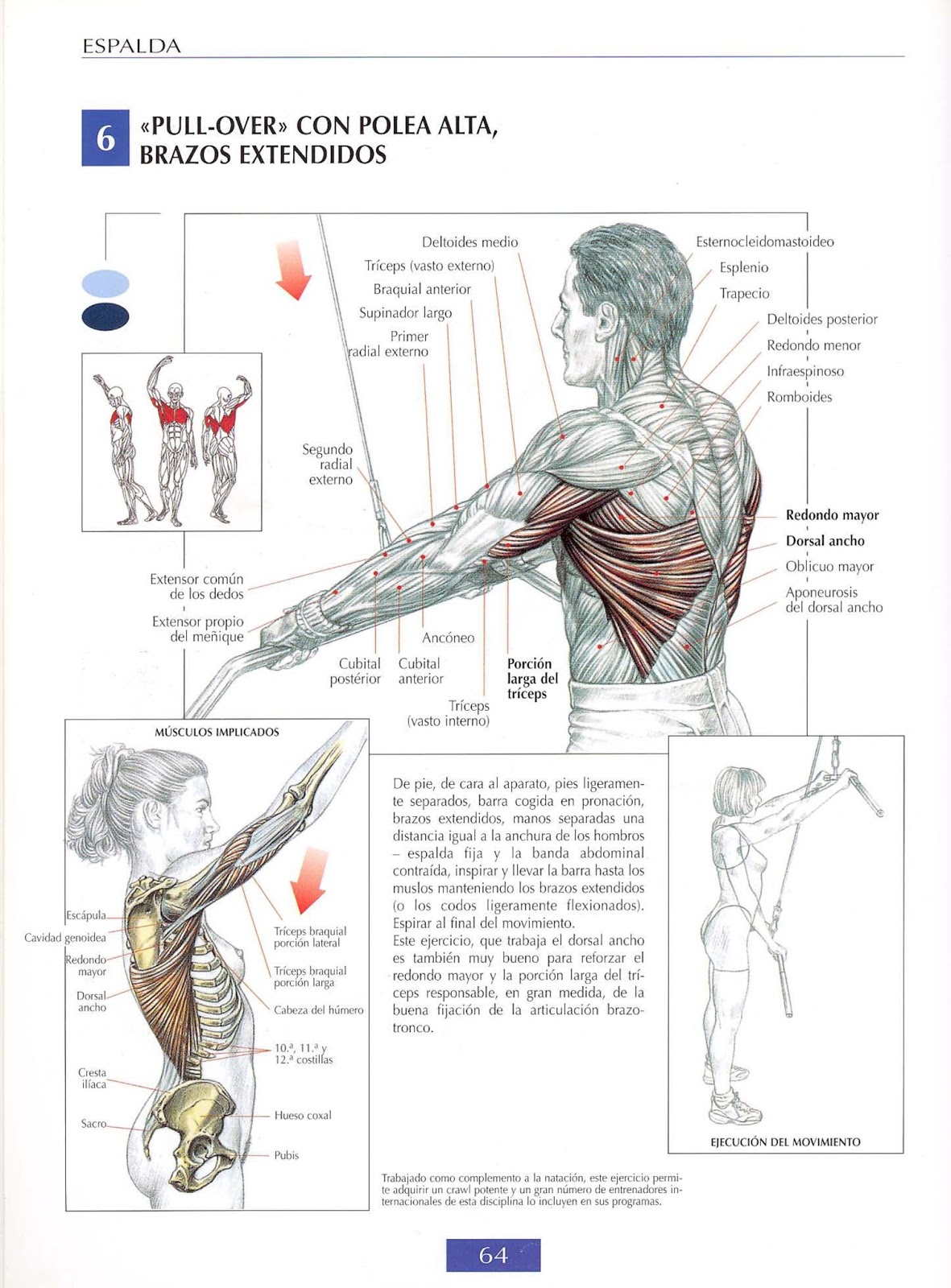 Ejercítate 365: PULL - OVER CON POLEA ALTA, BRAZOS EXTENDIDOS. HOMBRE