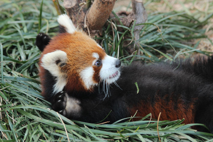 Zoos in Japan: Kobe Oji Zoo’s Cute Red Panda