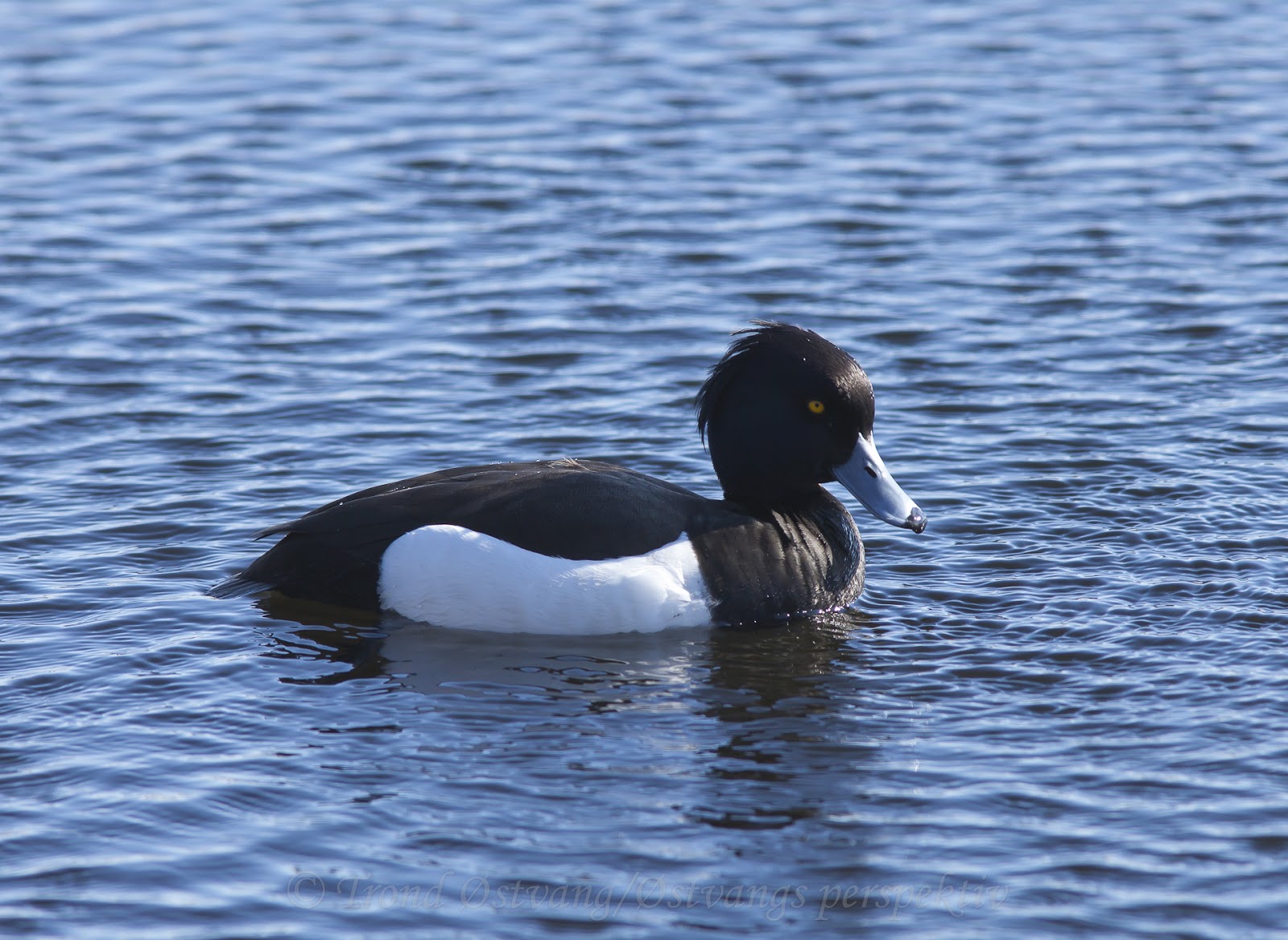 Østvangs perspektiv: Toppandas historie