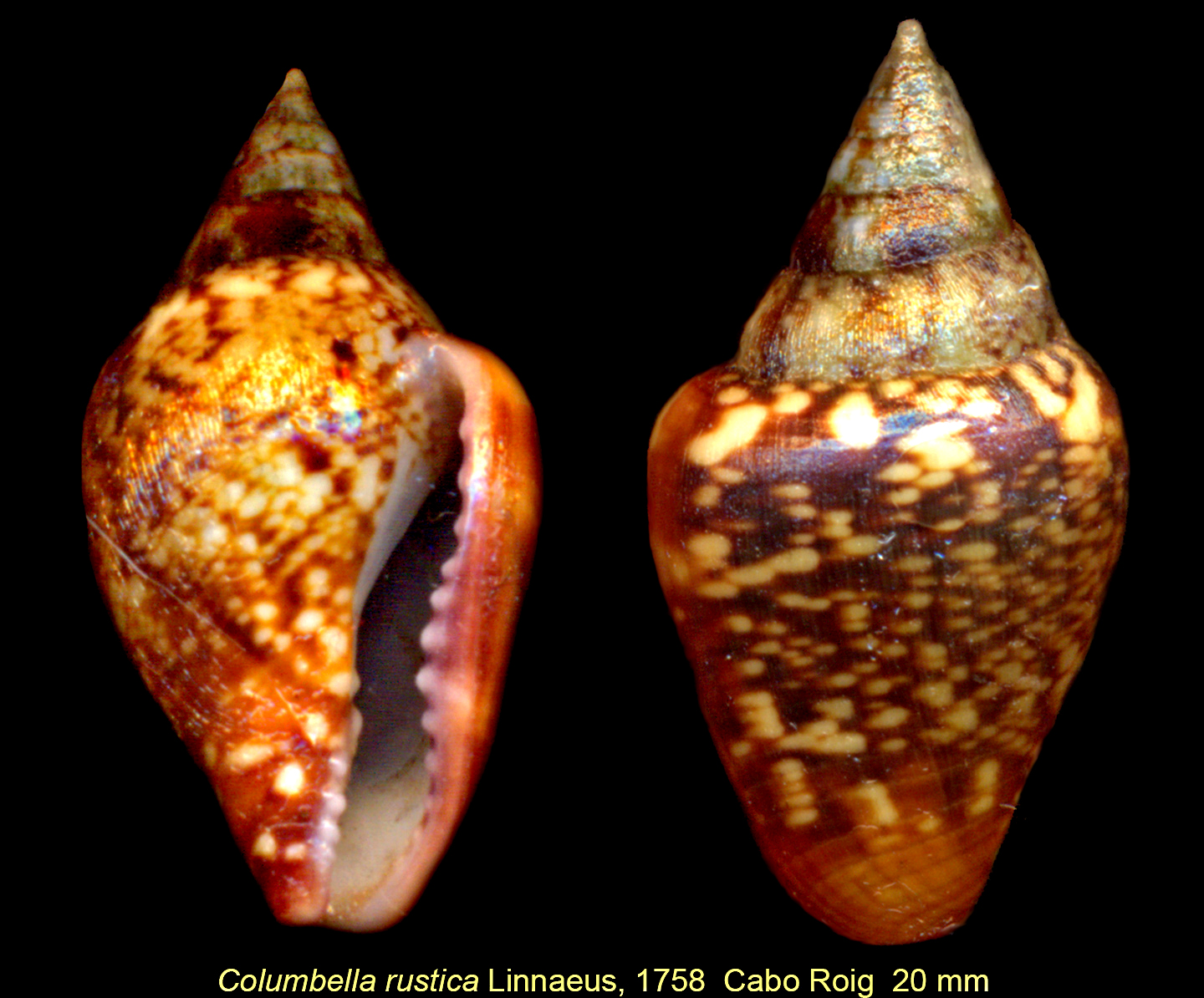 MALACOLOGÍA MEDITERRÁNEA: Columbella y Mitrella