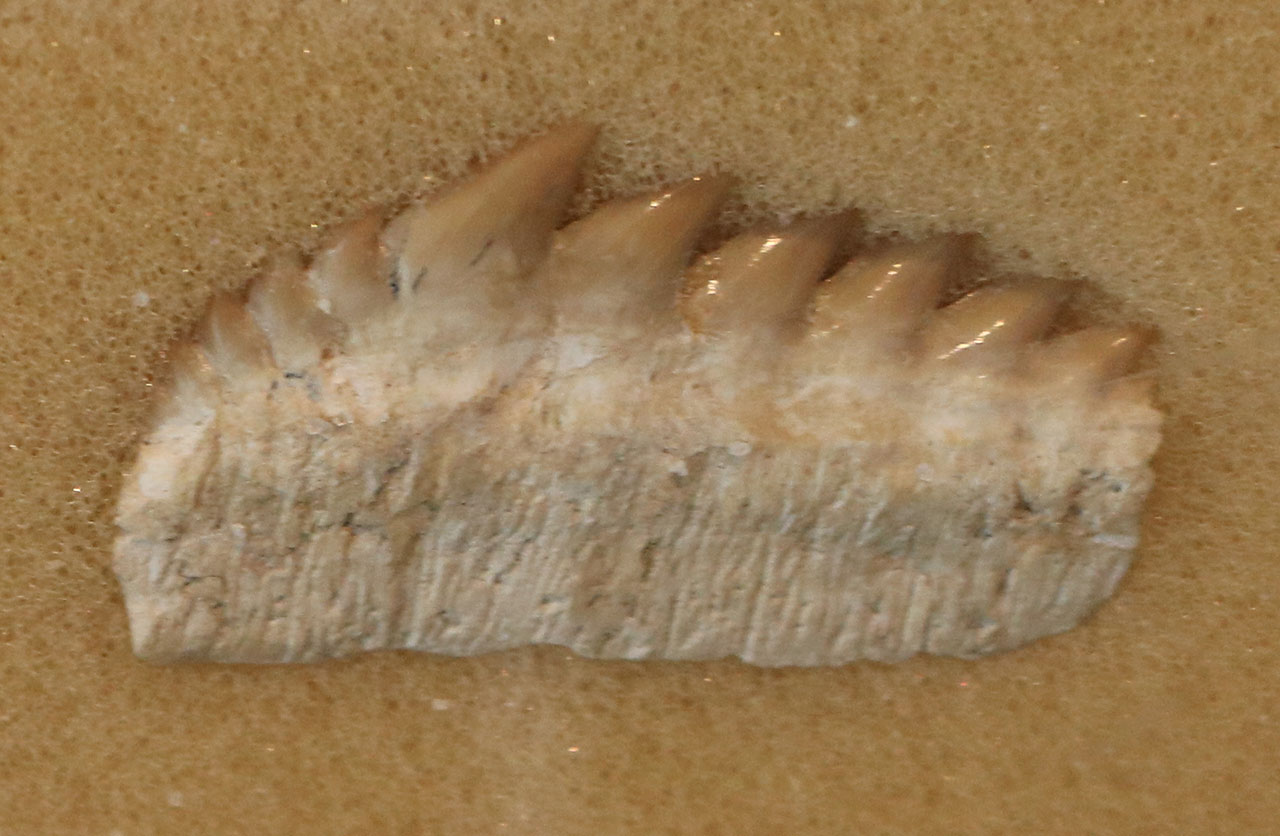 Louisville Fossils and Beyond: 11/01/2018 - 12/01/2018