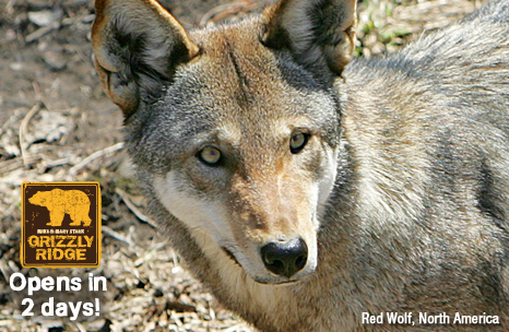RETURN OF THE RED WOLF: Welcome new RWSSP sites: Akron Zoo and Charles ...