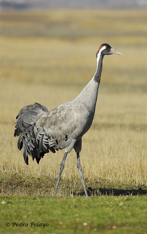 Fotografia de Naturaleza: Fotografiando grullas en Gallocanta