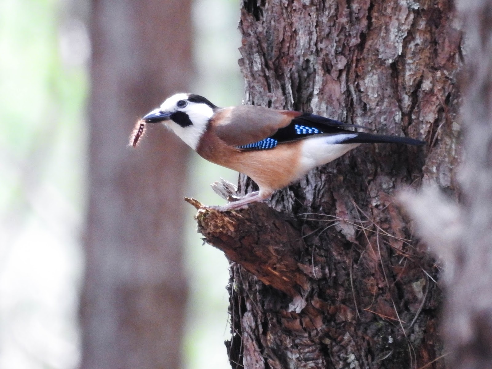 Good Morning Vietnam (GMV): 6 things about Mount Lang Biang you should know