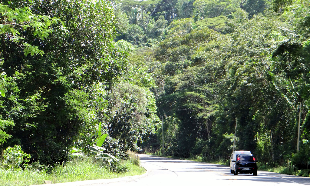 Paisagens e natureza da Zona da Mata e Agreste alagoano, retratadas por ...