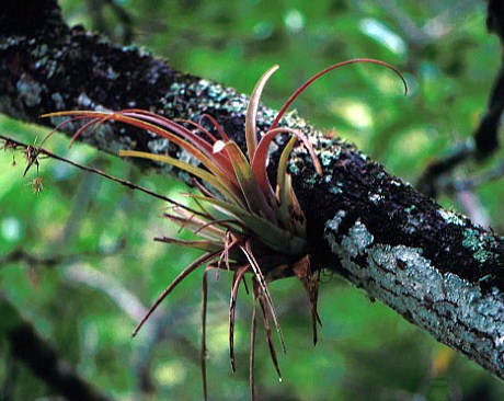 Pengertian Tumbuhan Parasit