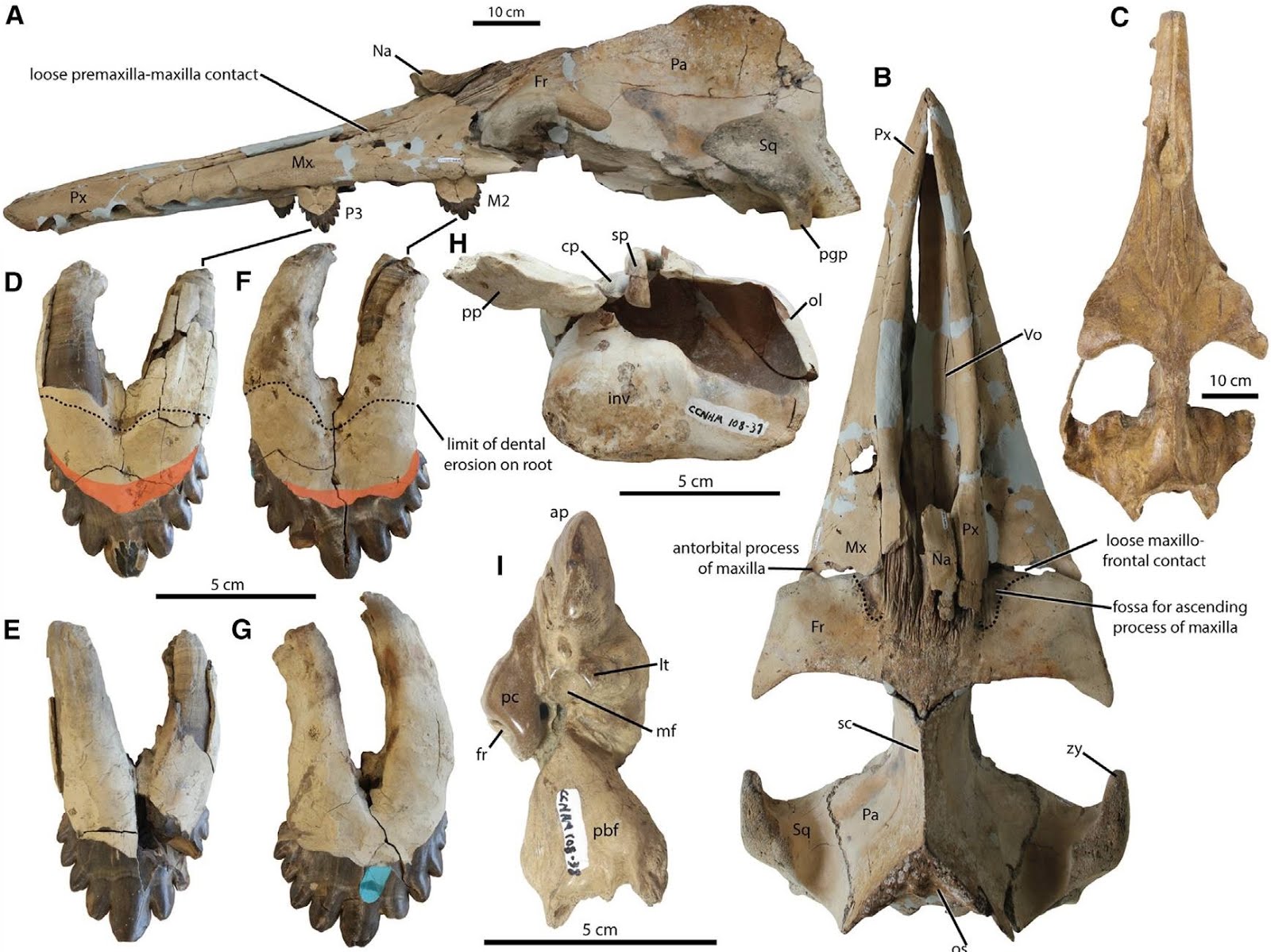 Species New to Science: [PaleoMammalogy • 2017] Coronodon havensteini ...