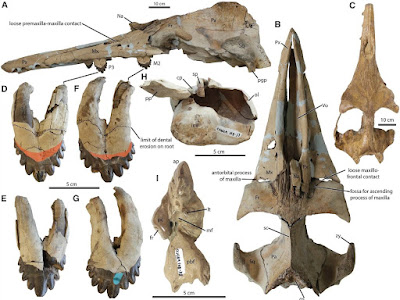 Species New to Science: [PaleoMammalogy • 2017] Coronodon havensteini ...