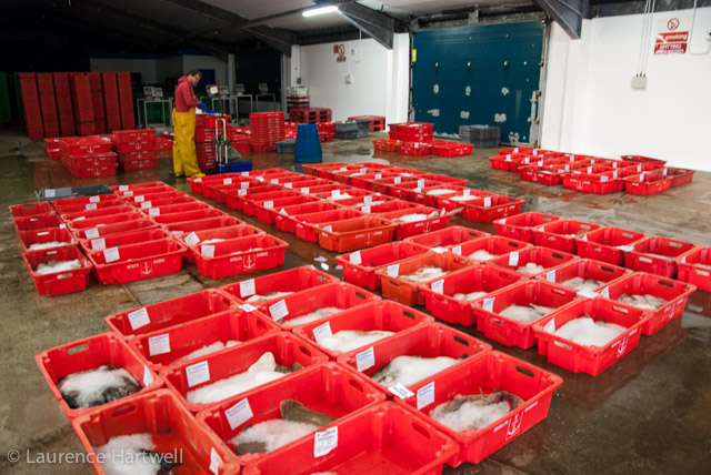 Through the Gaps! - Newlyn Fishing News: Monday's fishy feast from ...