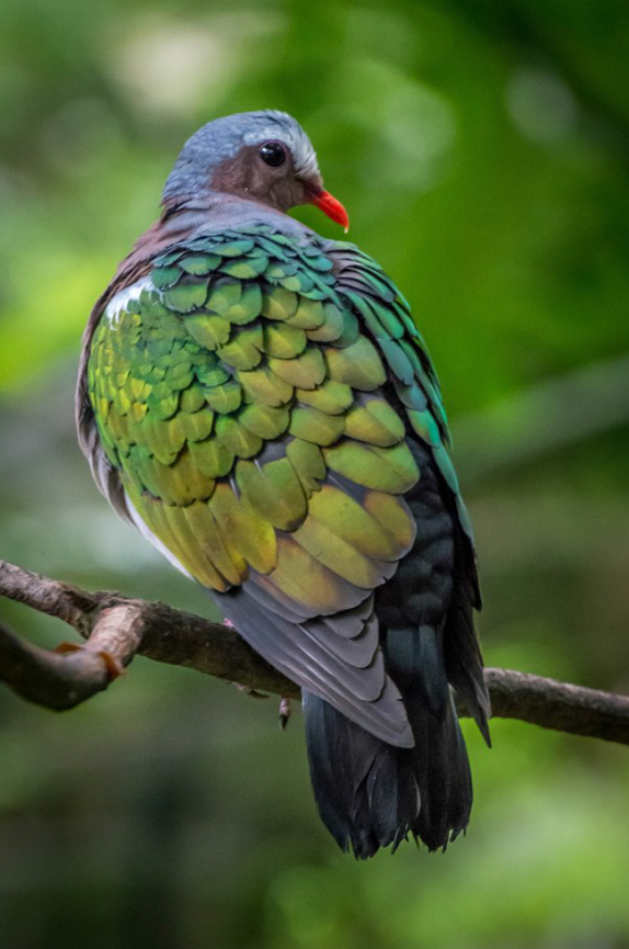 Birds in Thailand: Emerald Dove