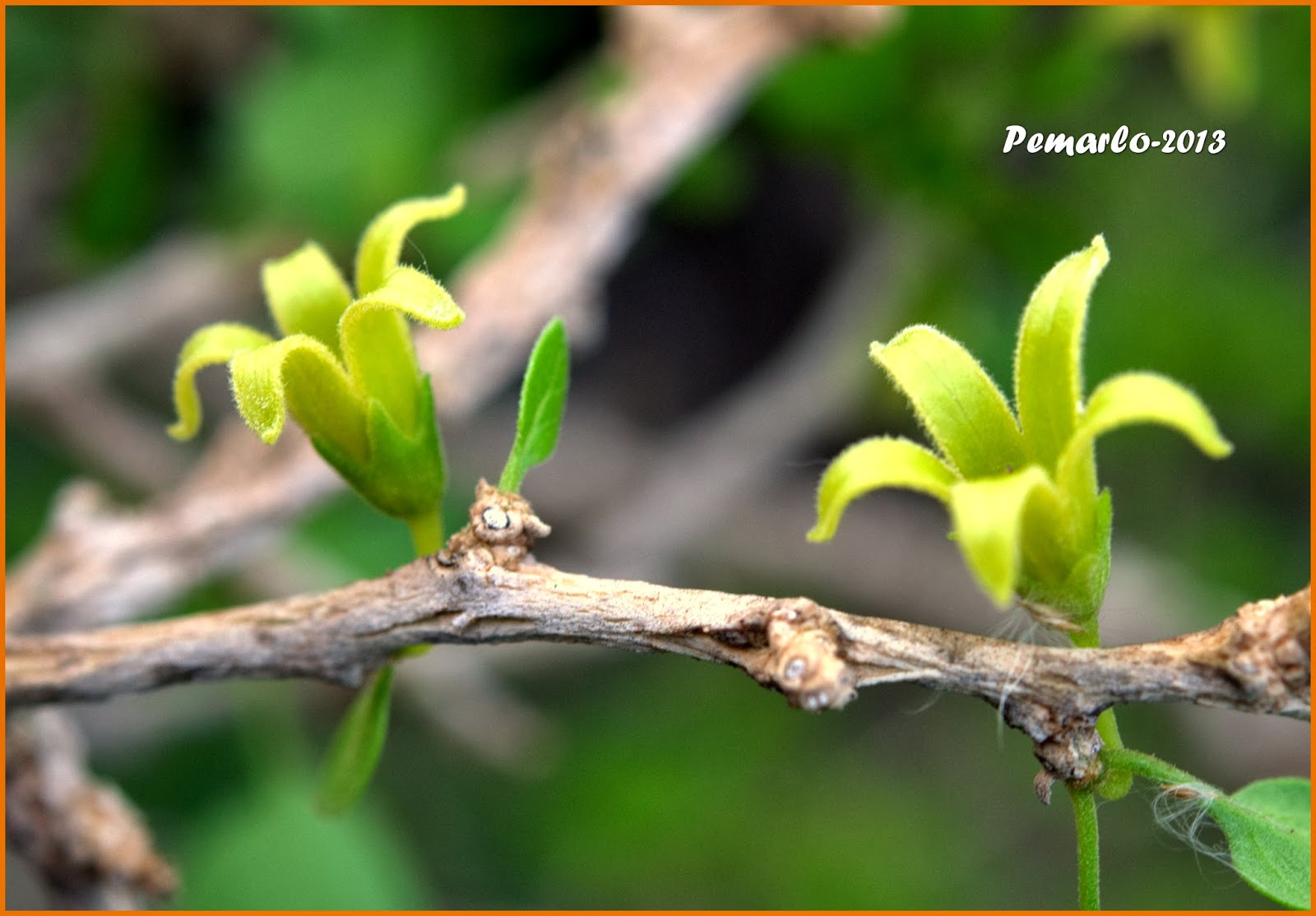 Plantas de Murcia: WITHANIA FRUTESCENS (Oroval) EN LA SIERRA DE LA PILA ...