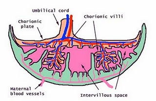 JURNAL MAKALAH PEMOTONGAN PERAWATAN TALI PUSAT | Bidanku :)