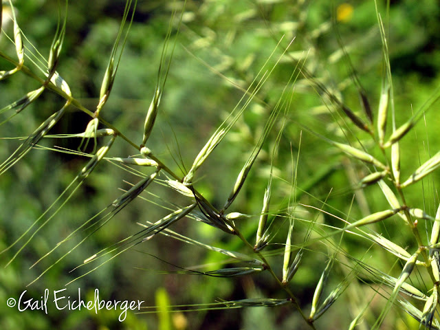 clay and limestone: Wildflower Wednesday: Bottlebrush Grass