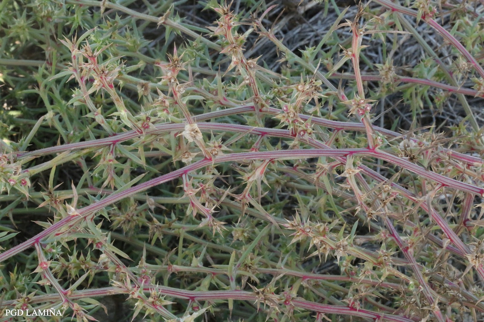 SALSOLA KALI. barrilla pinchosa