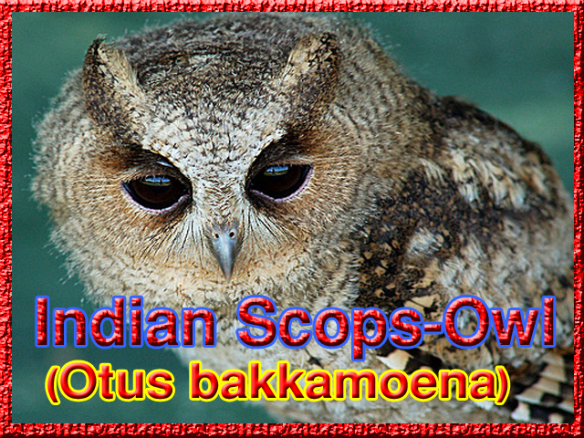 Spreebird wildlife: Picture