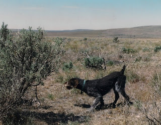 Justa German Wirehaired Pointers