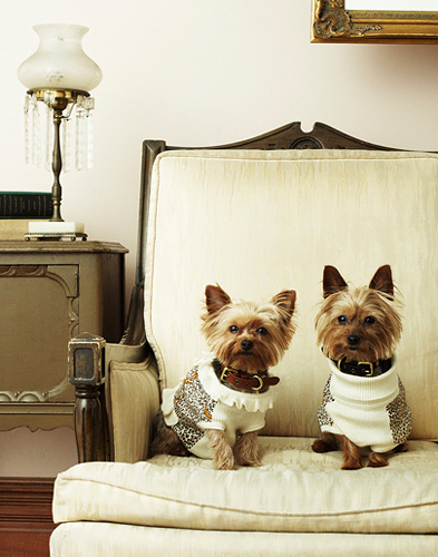 this western feeling: DOGS IN TOGS