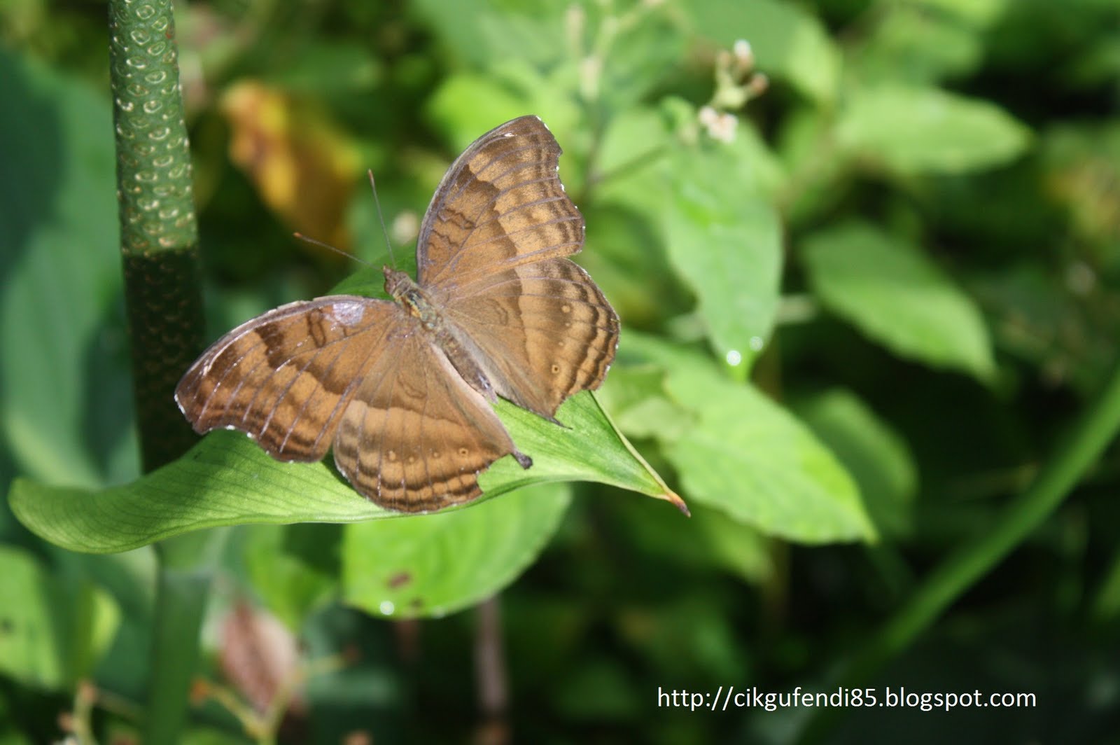 FandiKaka's mind: Taman Rama-Rama Pulau Pinang
