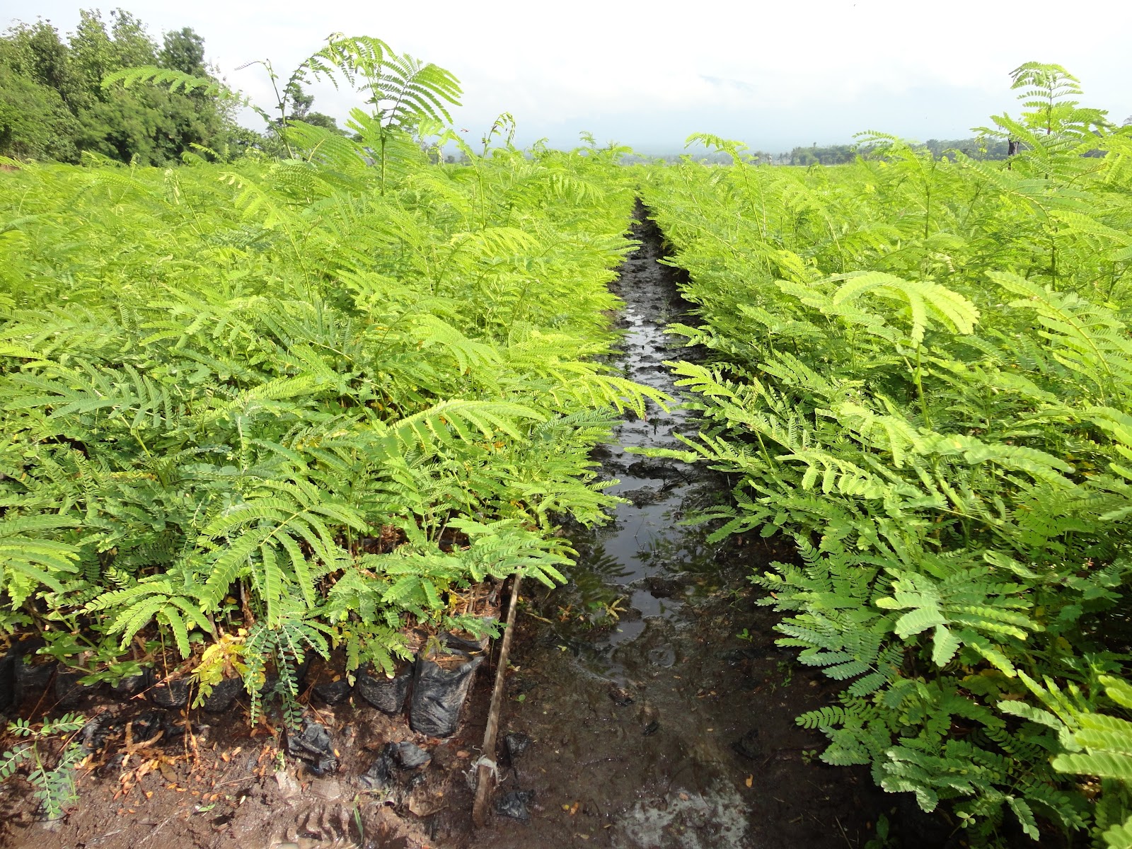 jual bibit sengon solomon unggul murah 081333395064 - GrosirBibitMurah ...