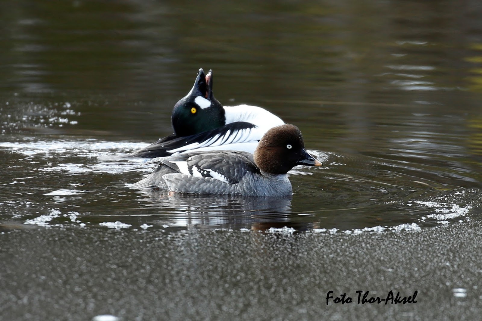 Thor-Aksel`s FOTO BLOGG: Kvinand i Sjæltjønna i Malvikmarka