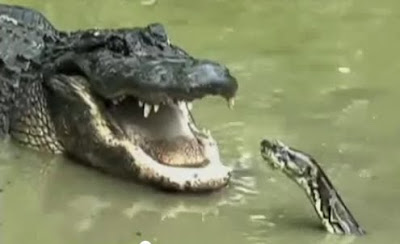 inaminate: python vs. alligator - who would win?