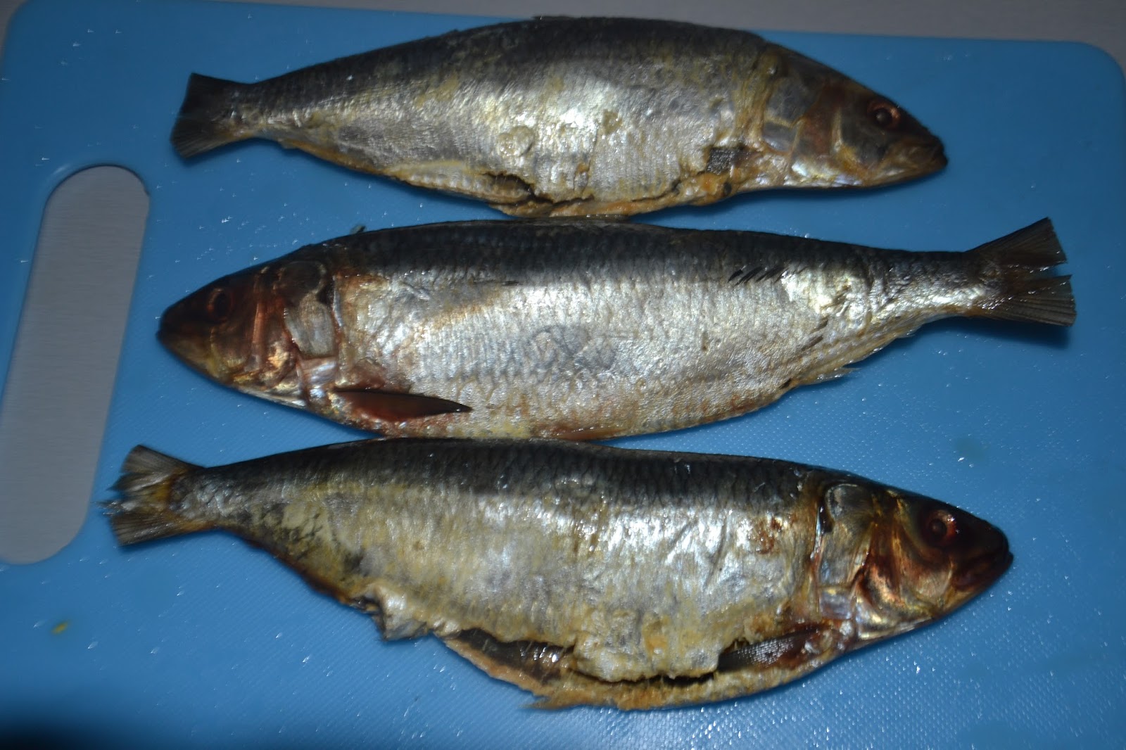 Oppdag Fisk!: Rund Sardin/Round Sardinella/Sardinella Aurita (Saltvann ...