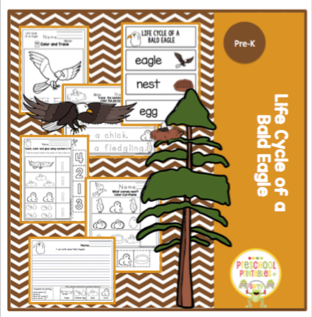 Life Cycle of a Bald Eagle ~ Preschool Printables