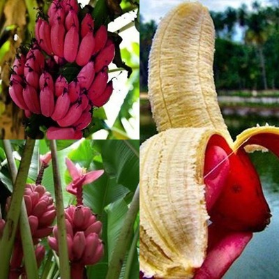 KEUNIKAN SERTA MANFAAT YANG TERDAPAT DALAM BUAH PISANG MERAH MUSA - LAKSITO