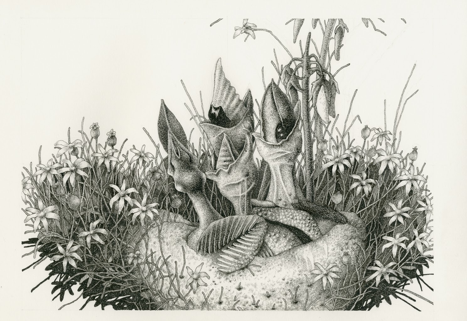 Ruby Rudnick: Flora and fauna drawings