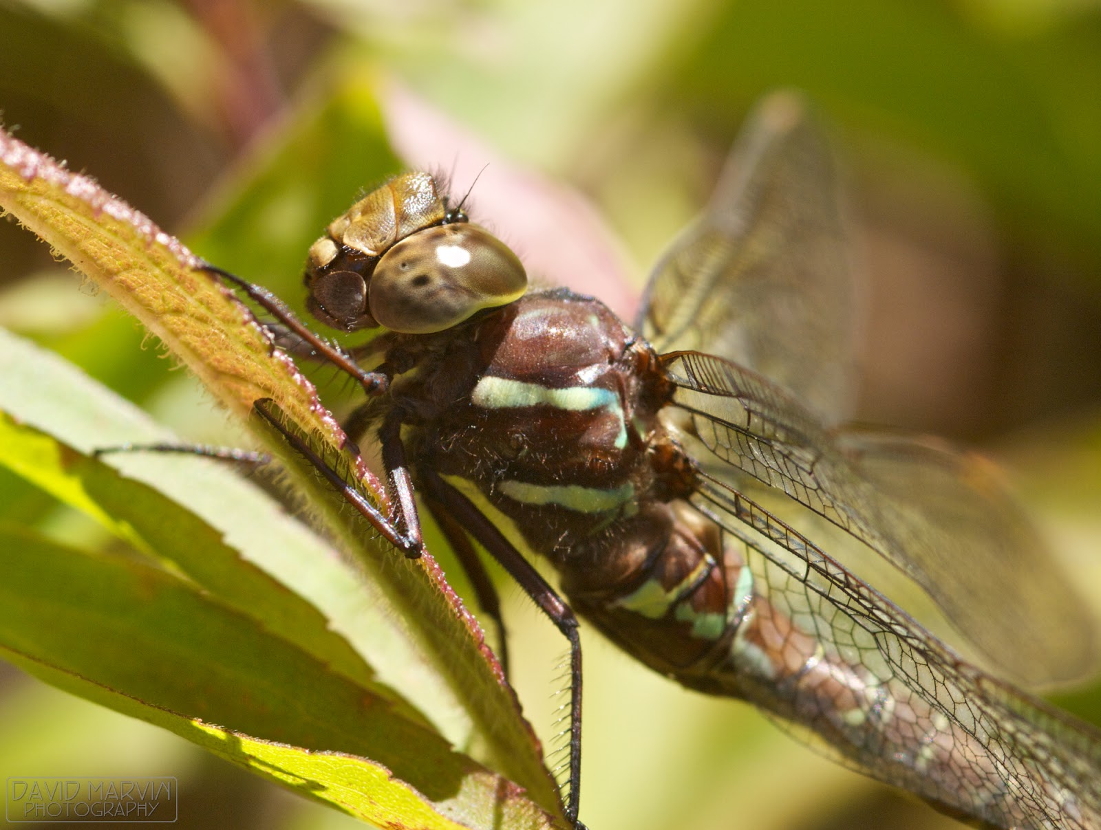 David Marvin Photography - Lansing, Michigan: A Suprise Dragonfly