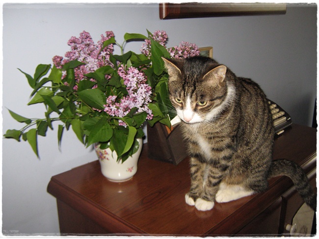 Retro Koty i Pies: Cebula poszedł w siną dal