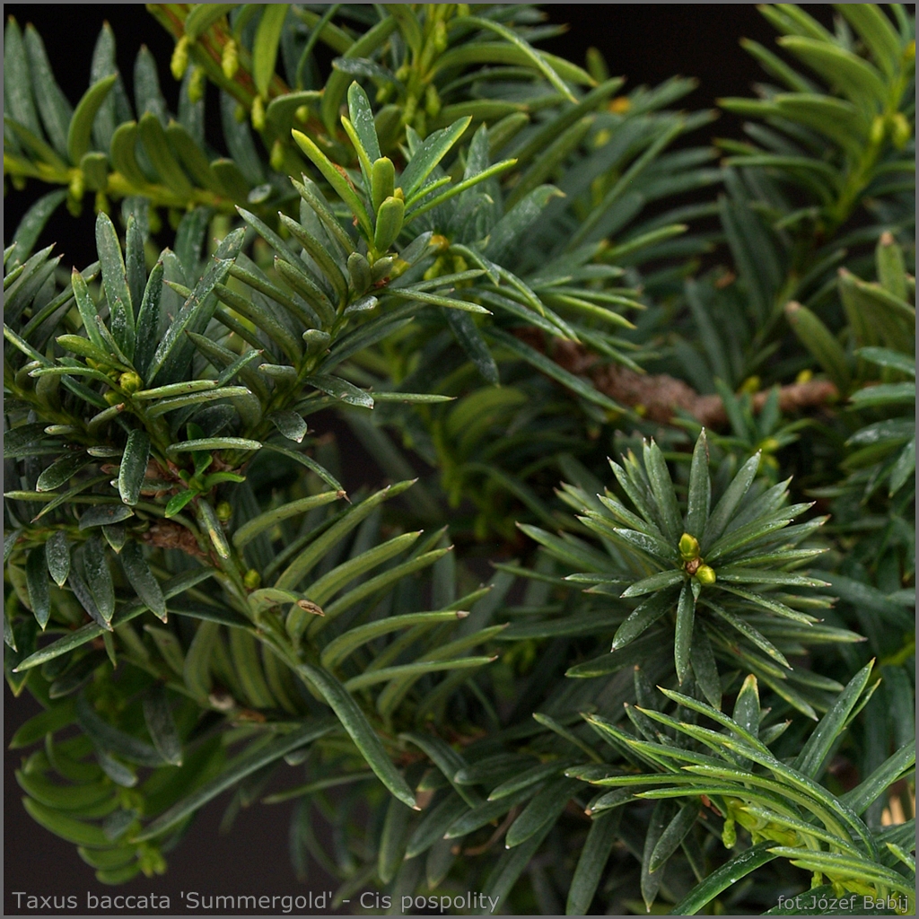 Plant Gallery - Encyklopedia Roślin: Taxus baccata 'Summergold' - Cis ...