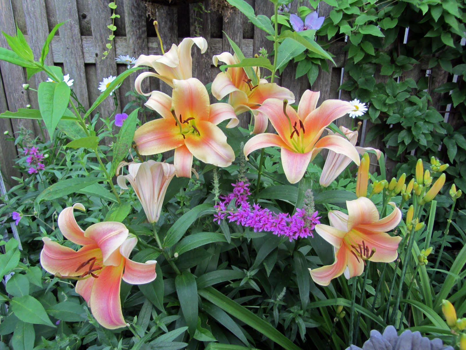 Lily Look Alike Flowers at James Givan blog
