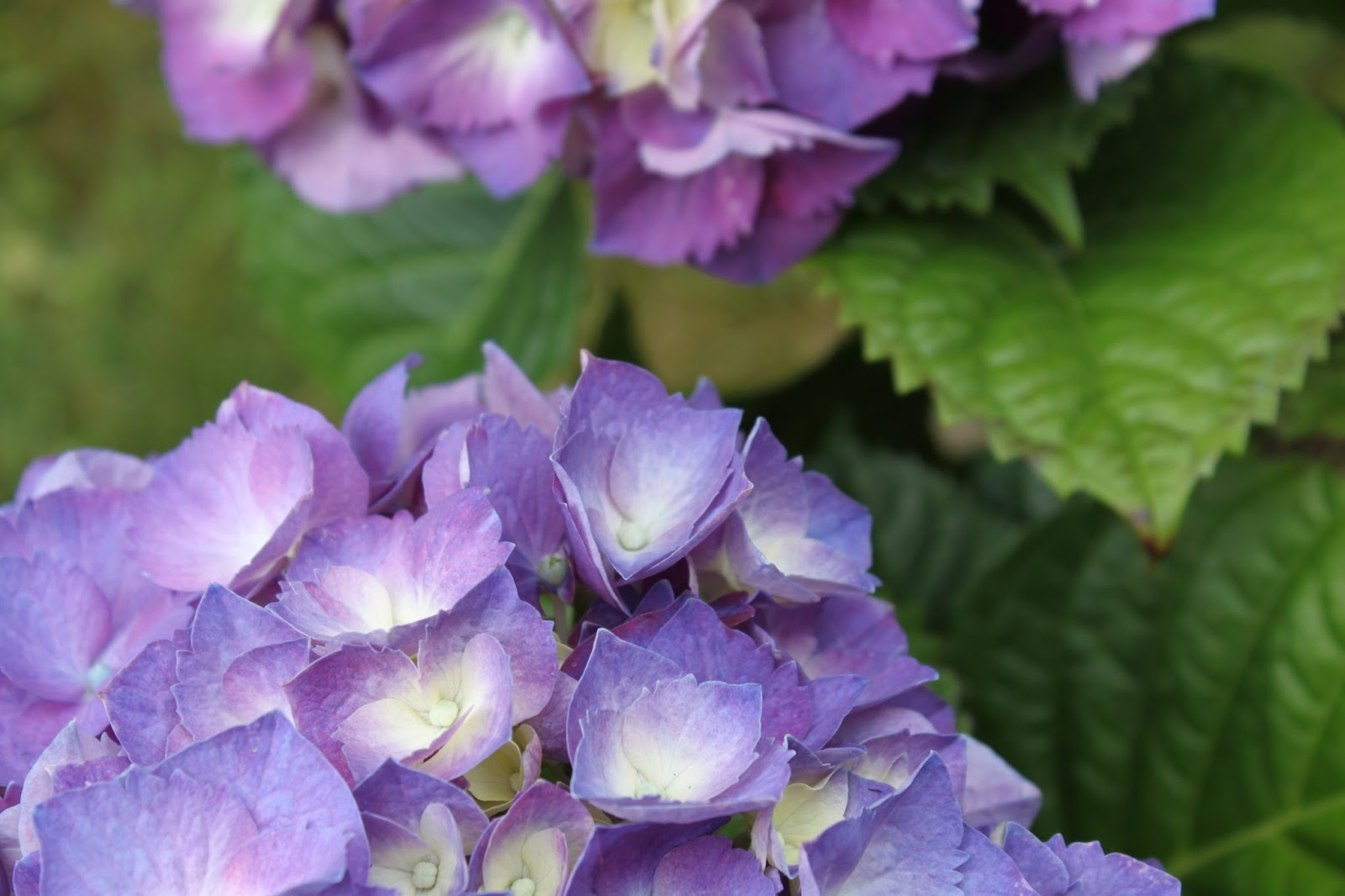 Jane Richmond Blog: In the Garden /// The Perfect Hydrangea and Other ...