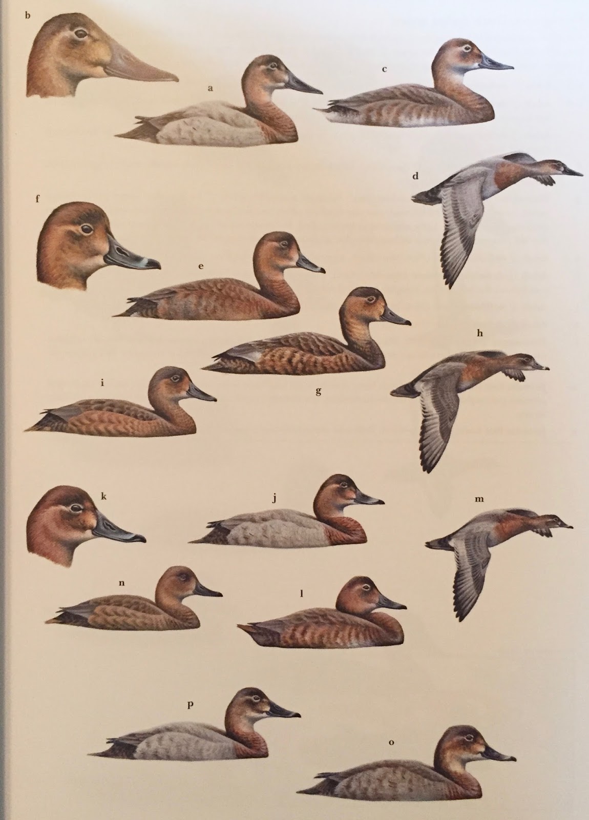 Arcticory...: WATERFOWL OF NORTH AMERICA, EUROPE, AND ASIA: AN ...