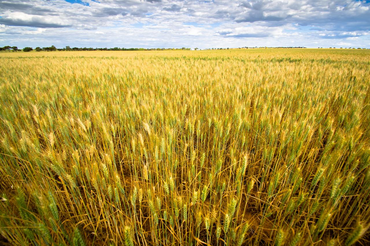 Coorow Photographs by Dave Curtis - Carnamah Historical Society ...