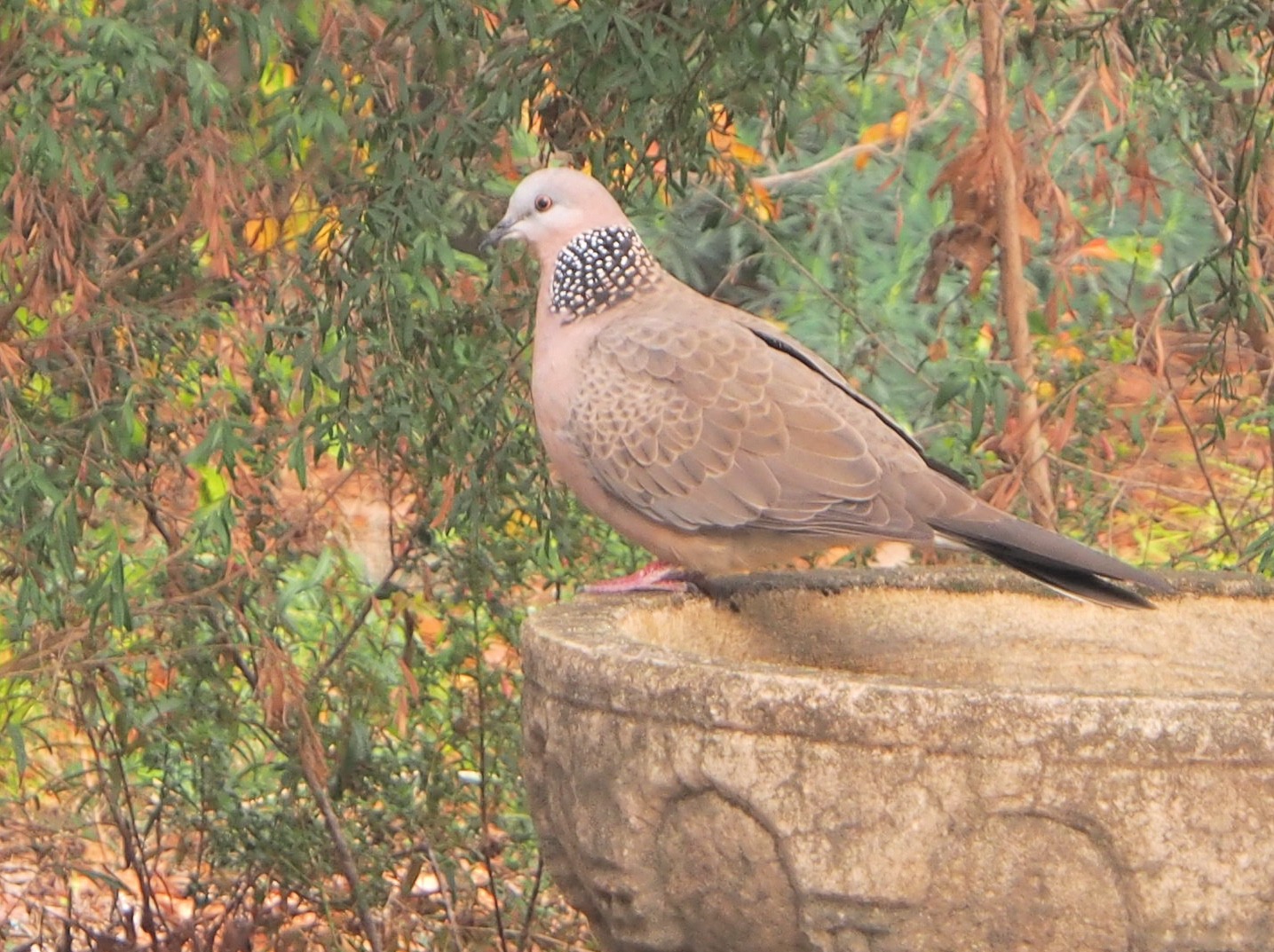 birds in the garden: a dismal update