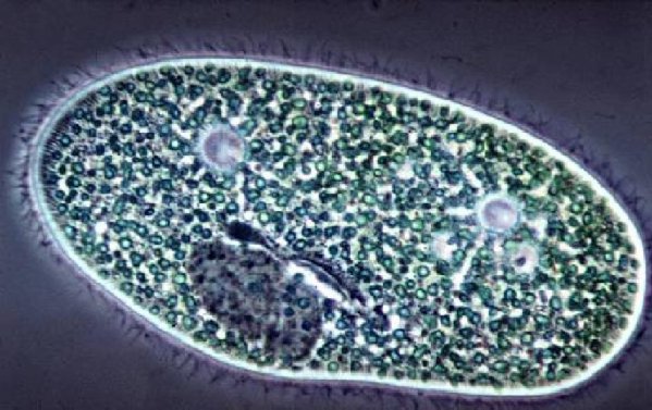Dictionnaire des animaux du monde:: Les Protozoaires.