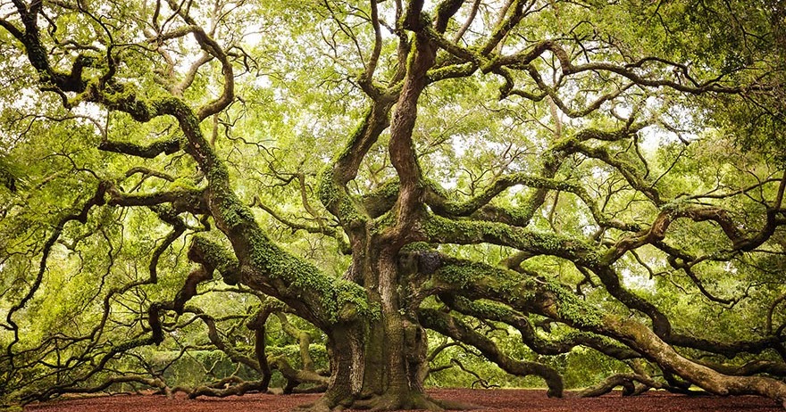 17 Of The Most Majestic Trees In The World - STATIONGOSSIP