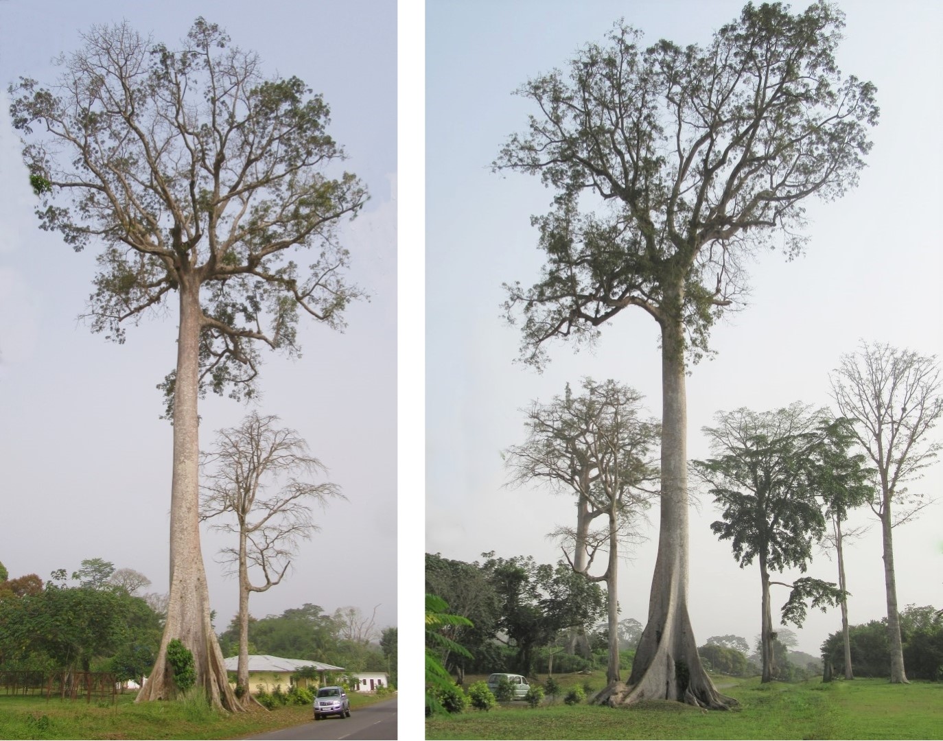 Bill's Excellent Adventures: Equatorial Guinea