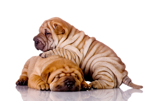 Funny Animals: Funny Shar Pei, Shar Pei