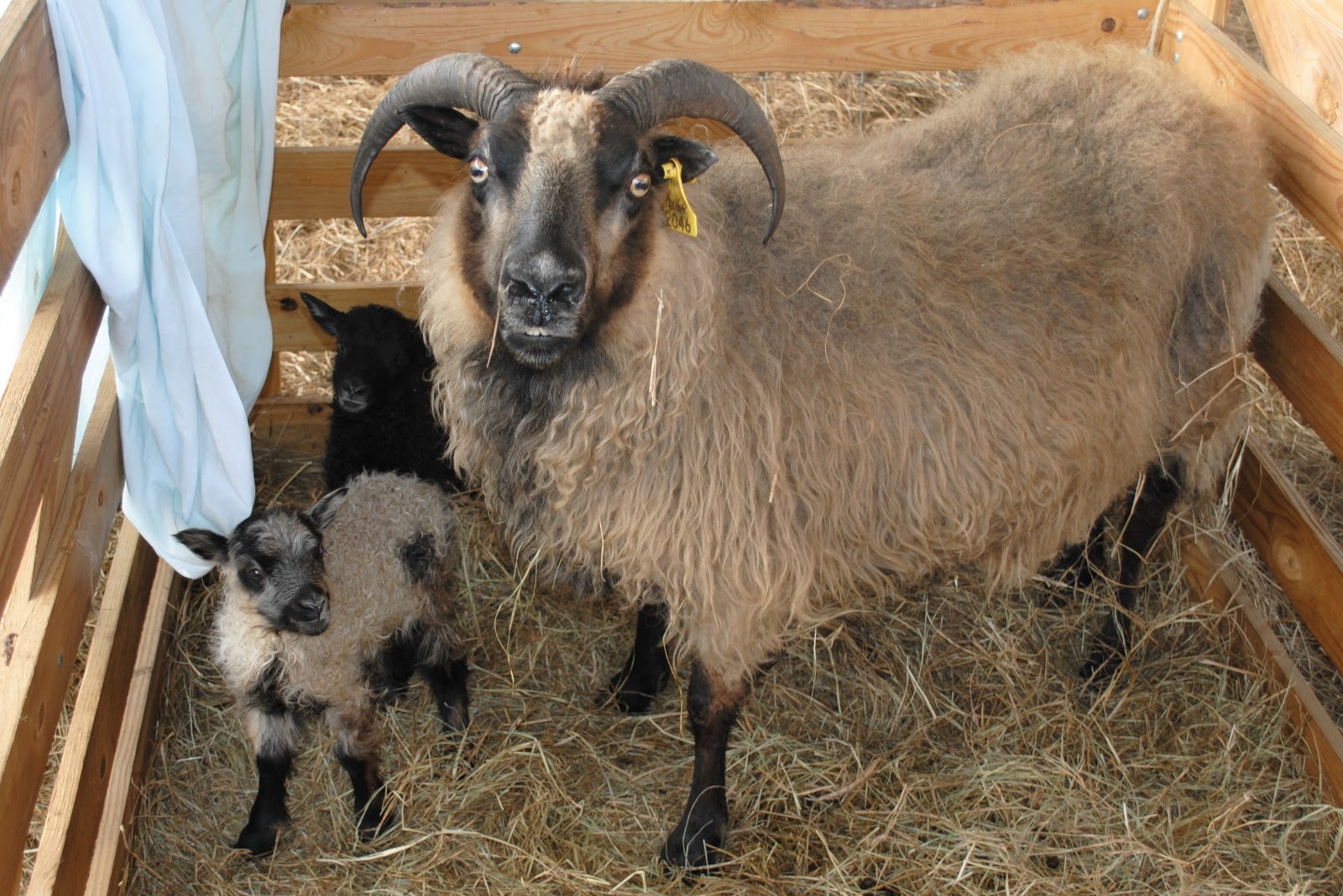 OLDESOUTH FARM: Spring Continues and we love it!