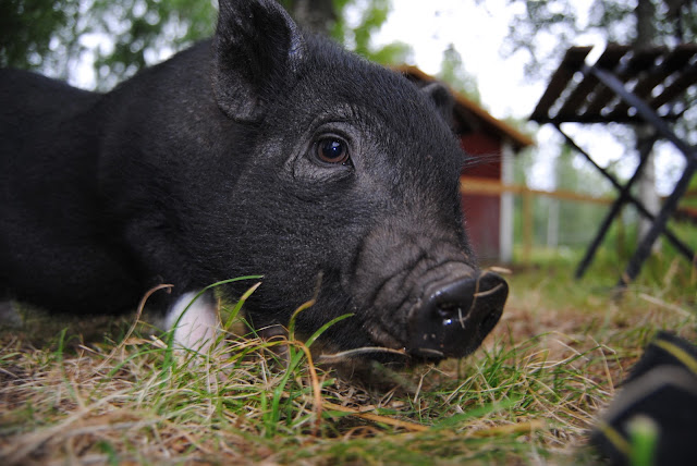 Ingarö Grönskan: Minigrisar