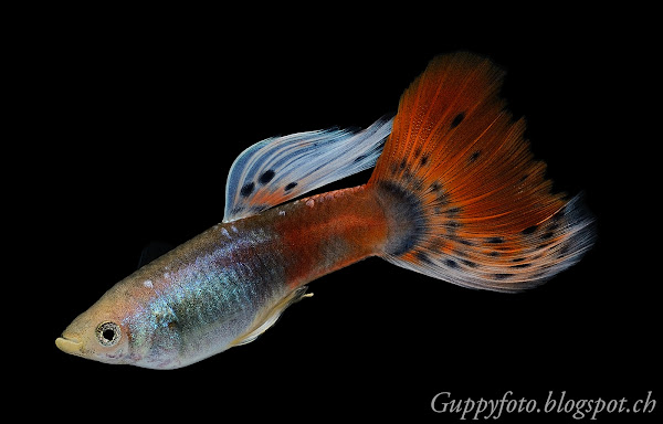 Guppyfoto: F1: Moscow male x fullred female Guppy