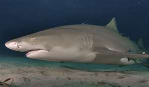 Mis Memorias: Los Tiburones Parte 1